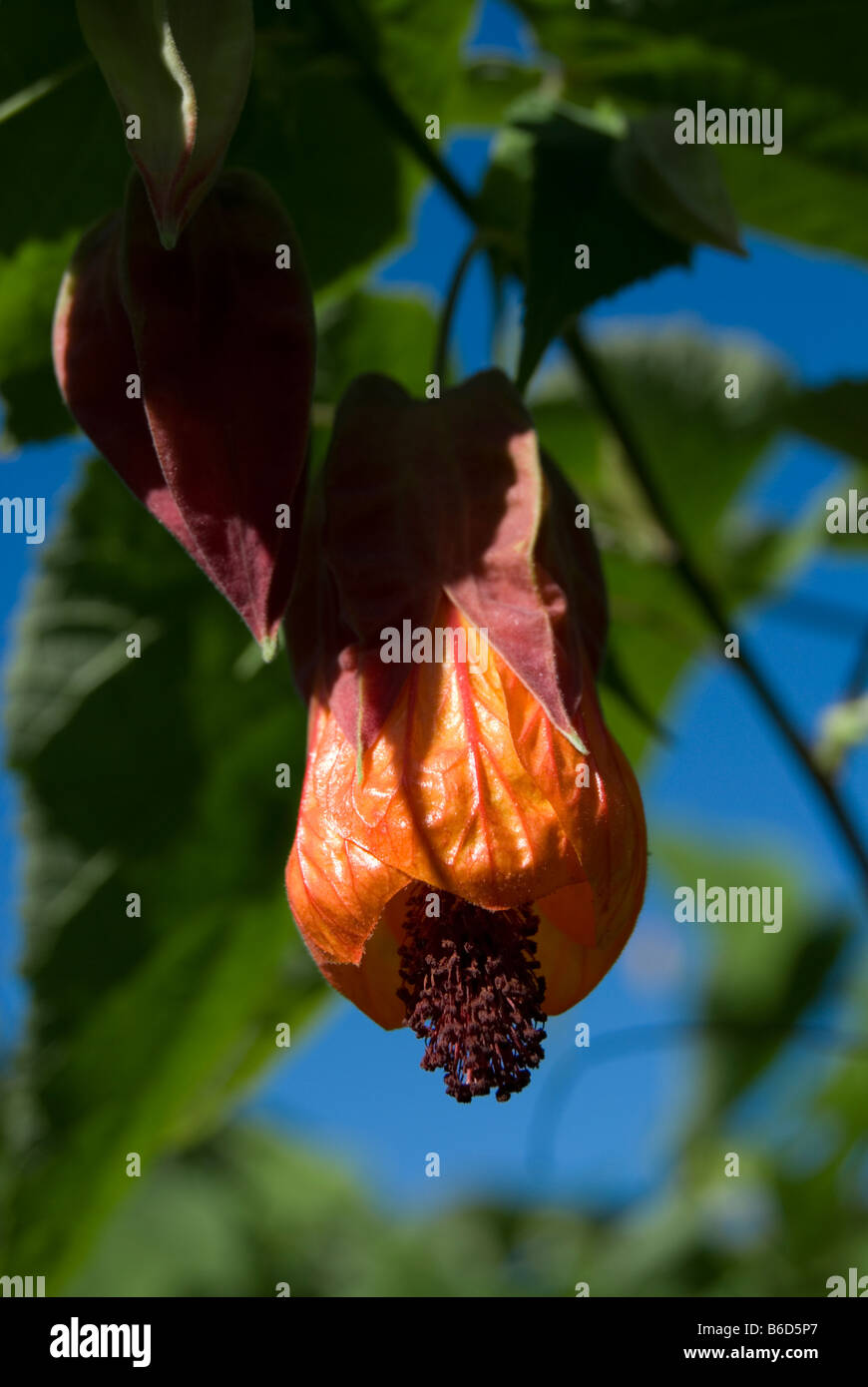 Abutilon ‘kentish belle’ hi-res stock photography and images - Alamy