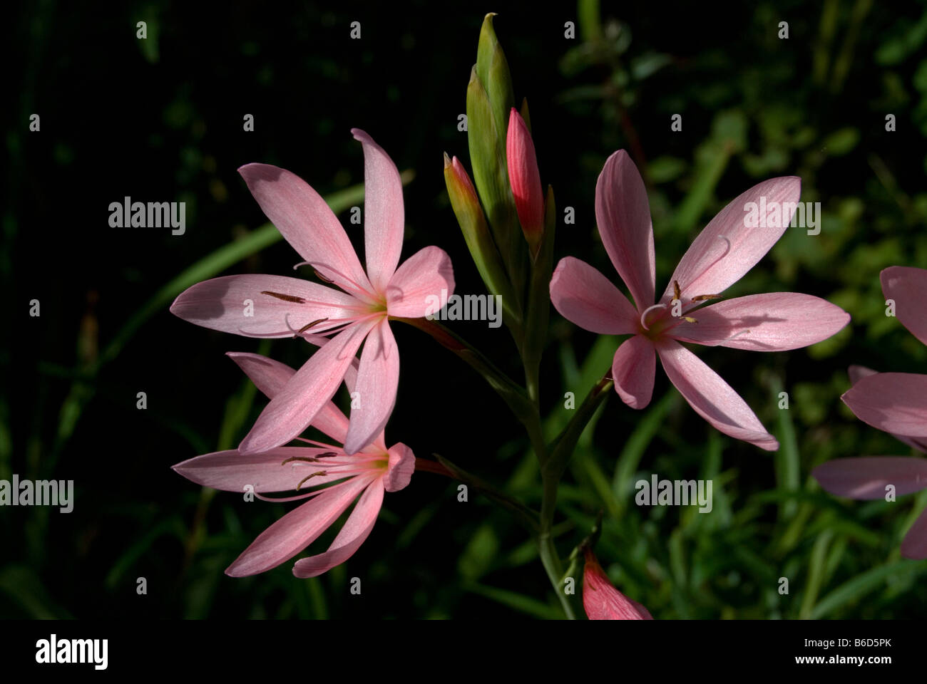 Hesperantha coccinea hi-res stock photography and images - Alamy
