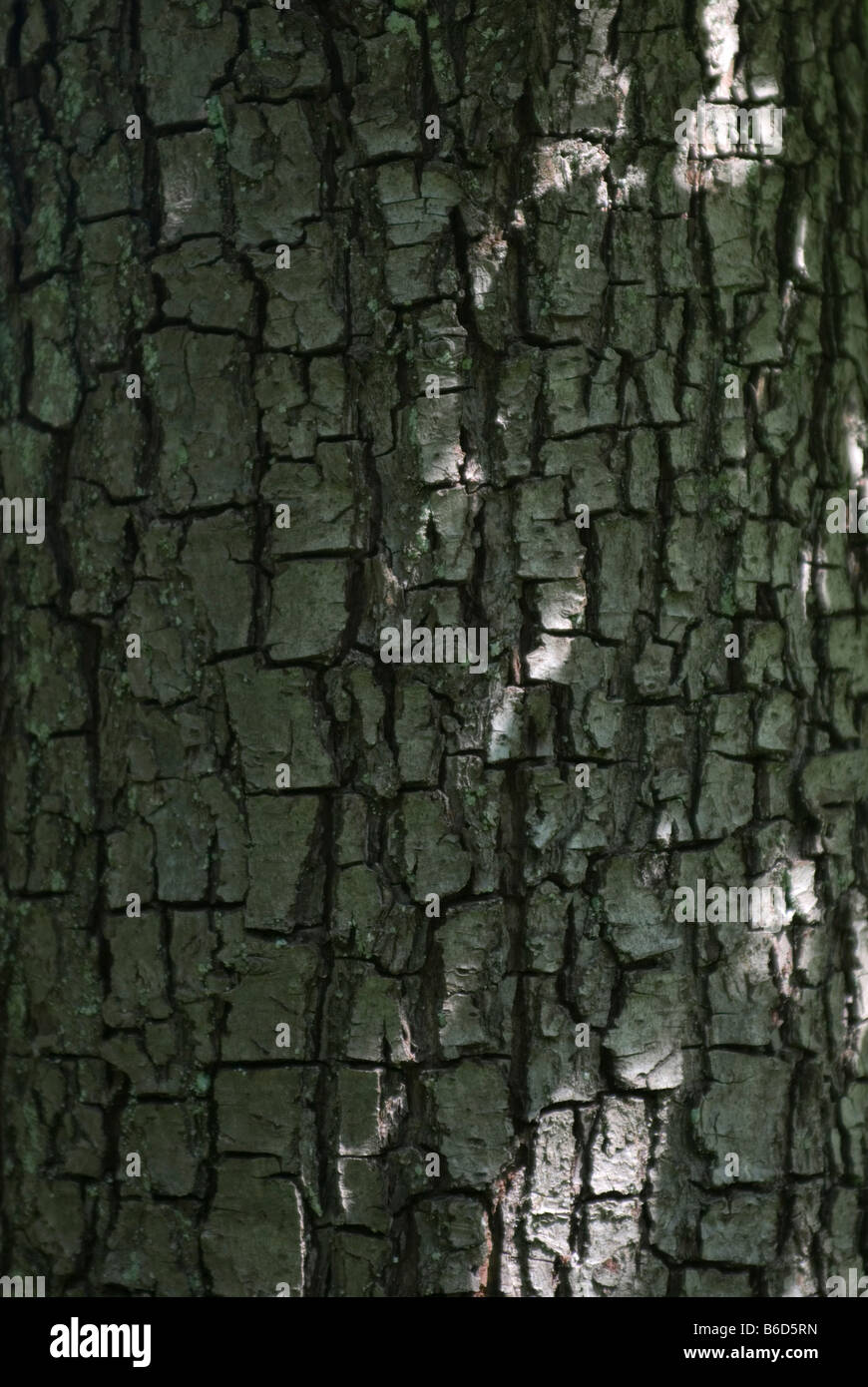 Pear bark hi-res stock photography and images - Alamy