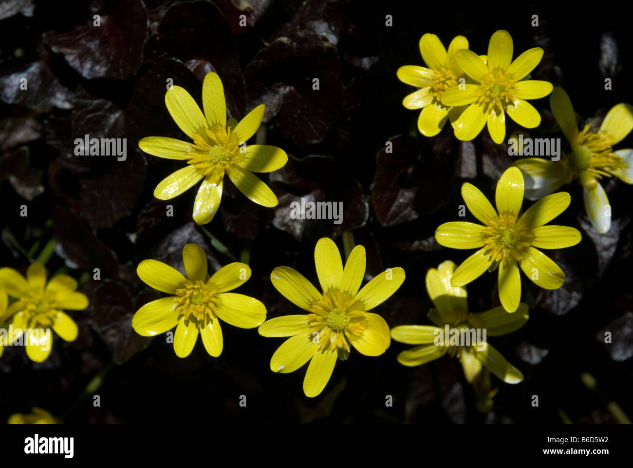 Brazen hussy hi-res stock photography and images - Alamy