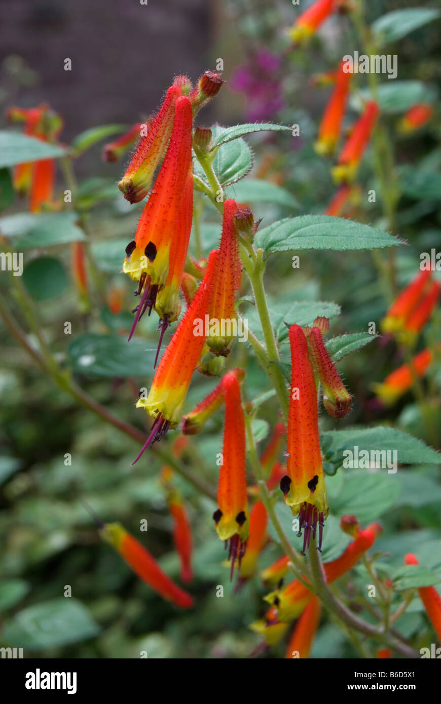 Cuphea cyanea hi-res stock photography and images - Alamy