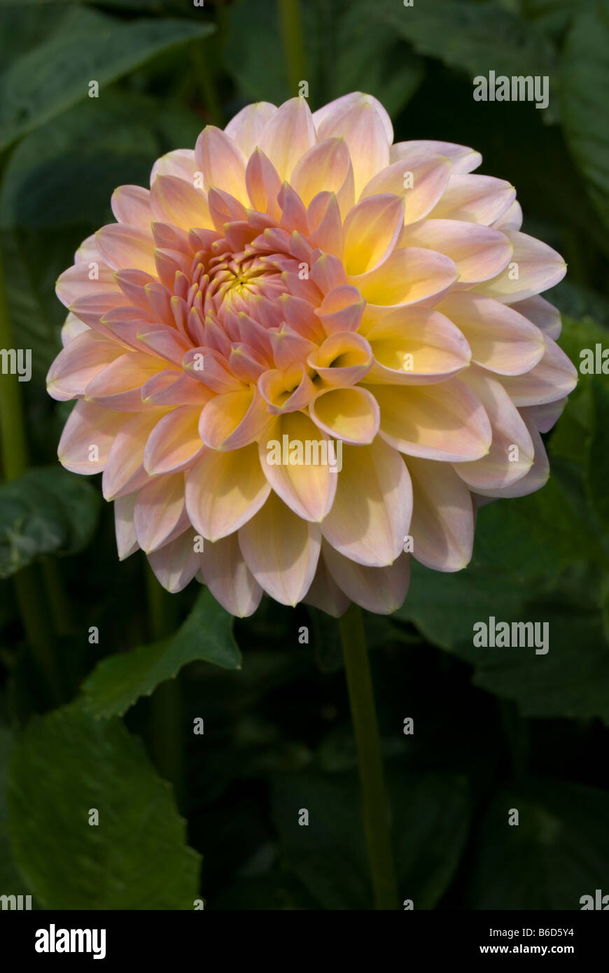 Jeanette carter hi-res stock photography and images - Alamy