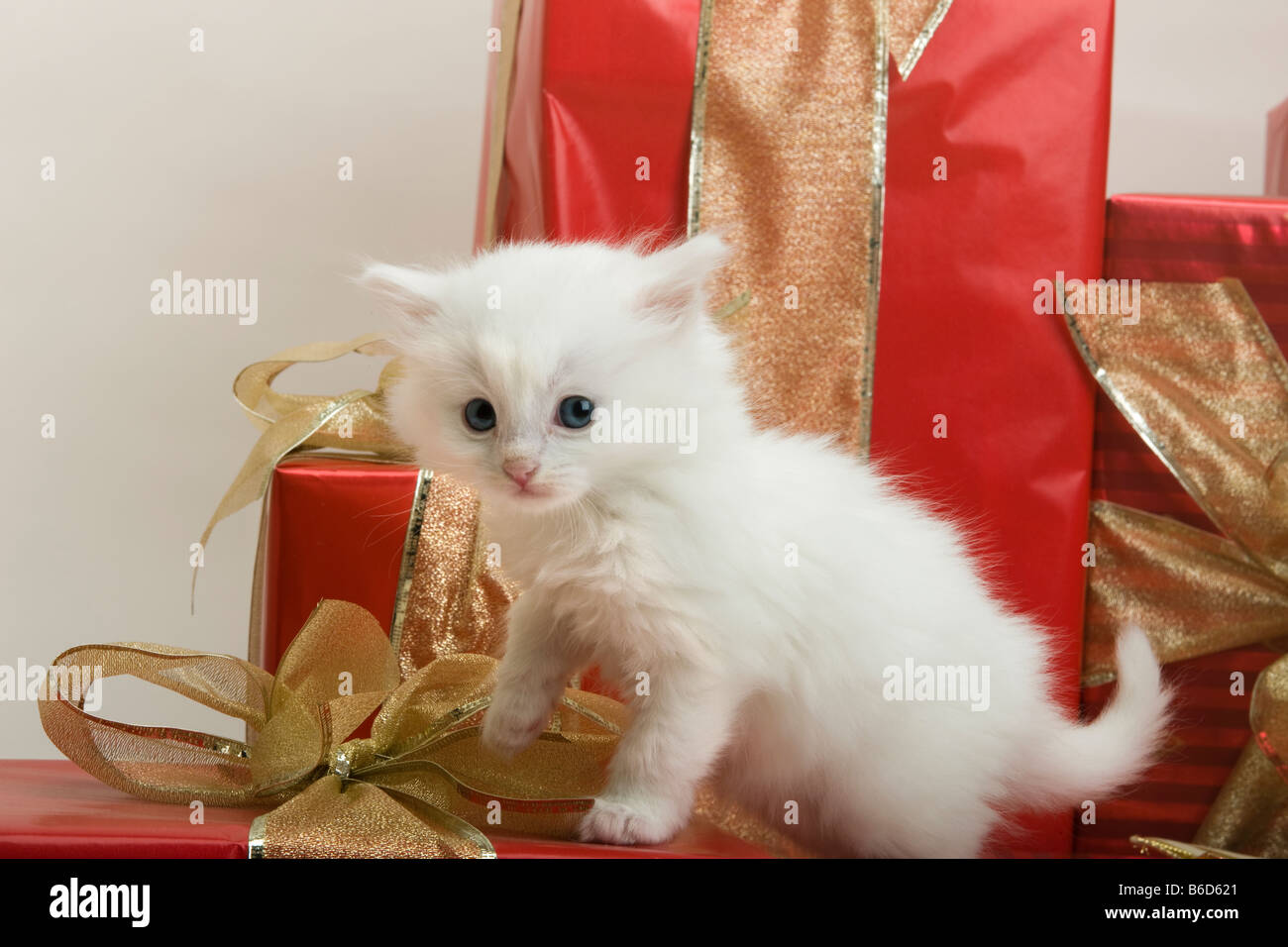 6 week old kitten hi-res stock photography and images - Alamy