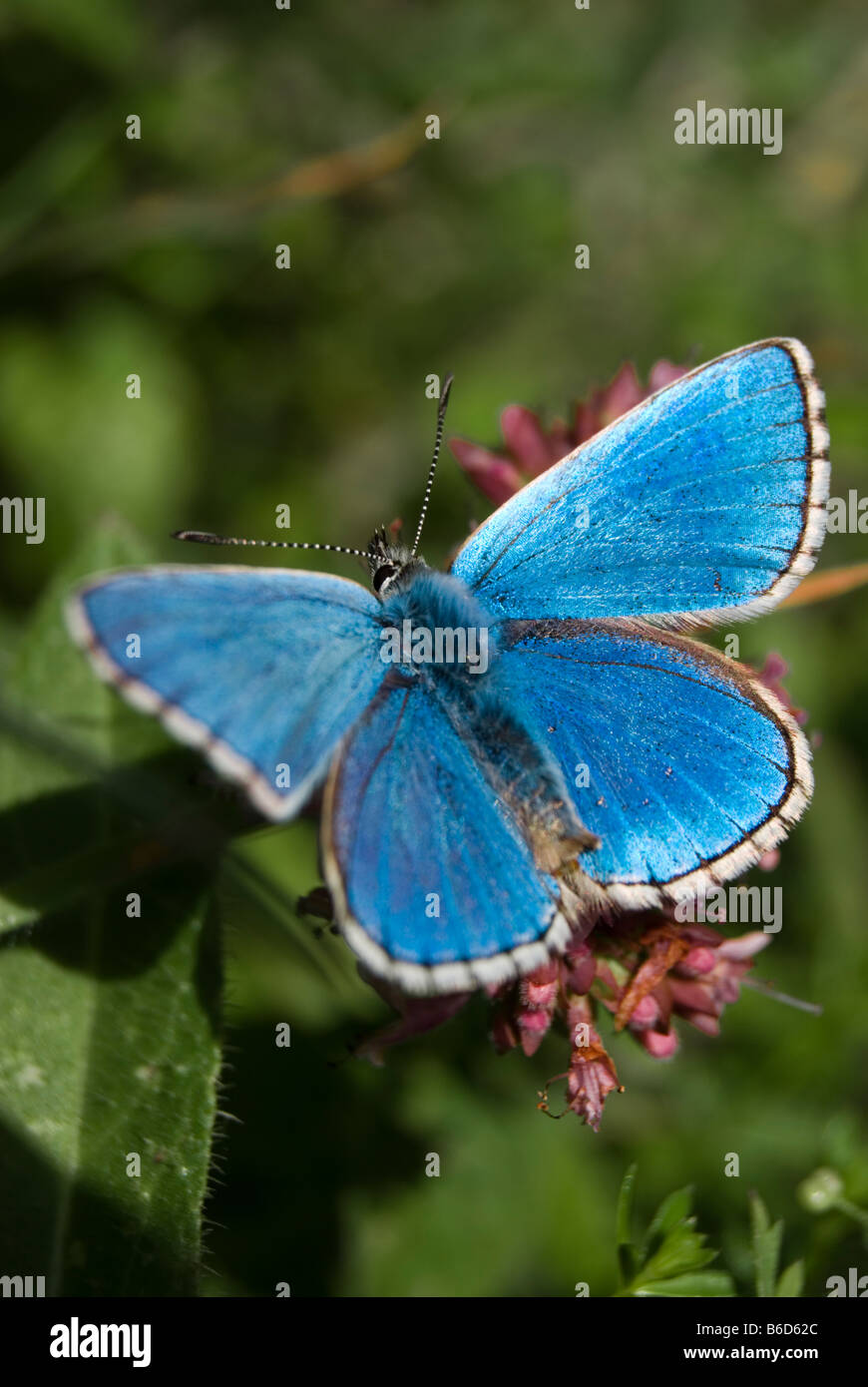 Adonis blue butterfly, Polyommatus bellargus Stock Photo - Alamy