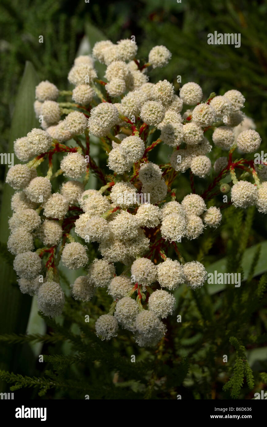 Erica sp hi-res stock photography and images - Alamy