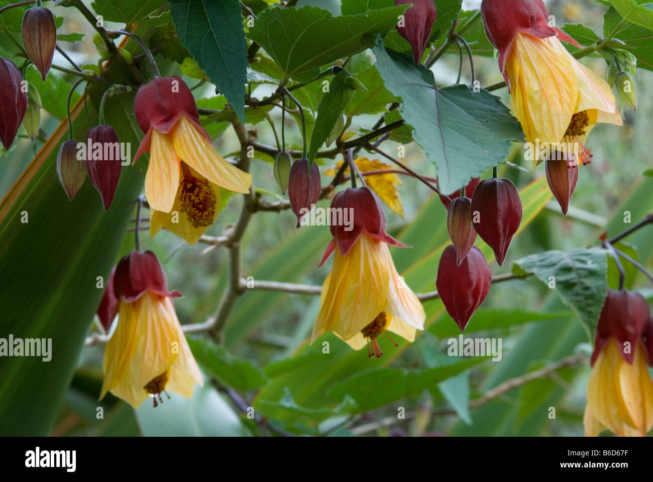 Abutilon x milleri Stock Photo - Alamy