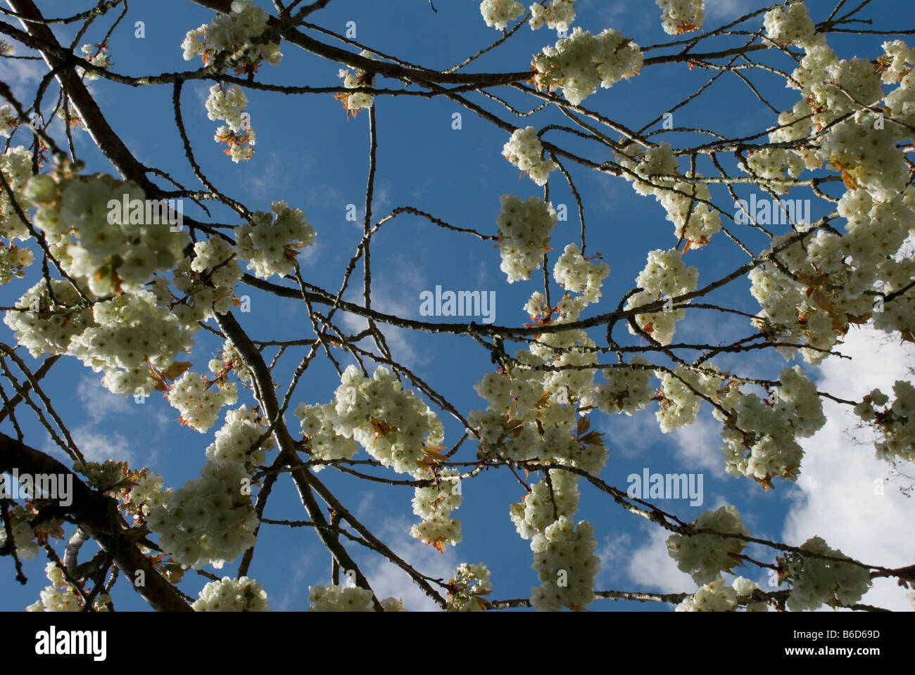 PRUNUS SP, Cherry Blossom Stock Photo - Alamy
