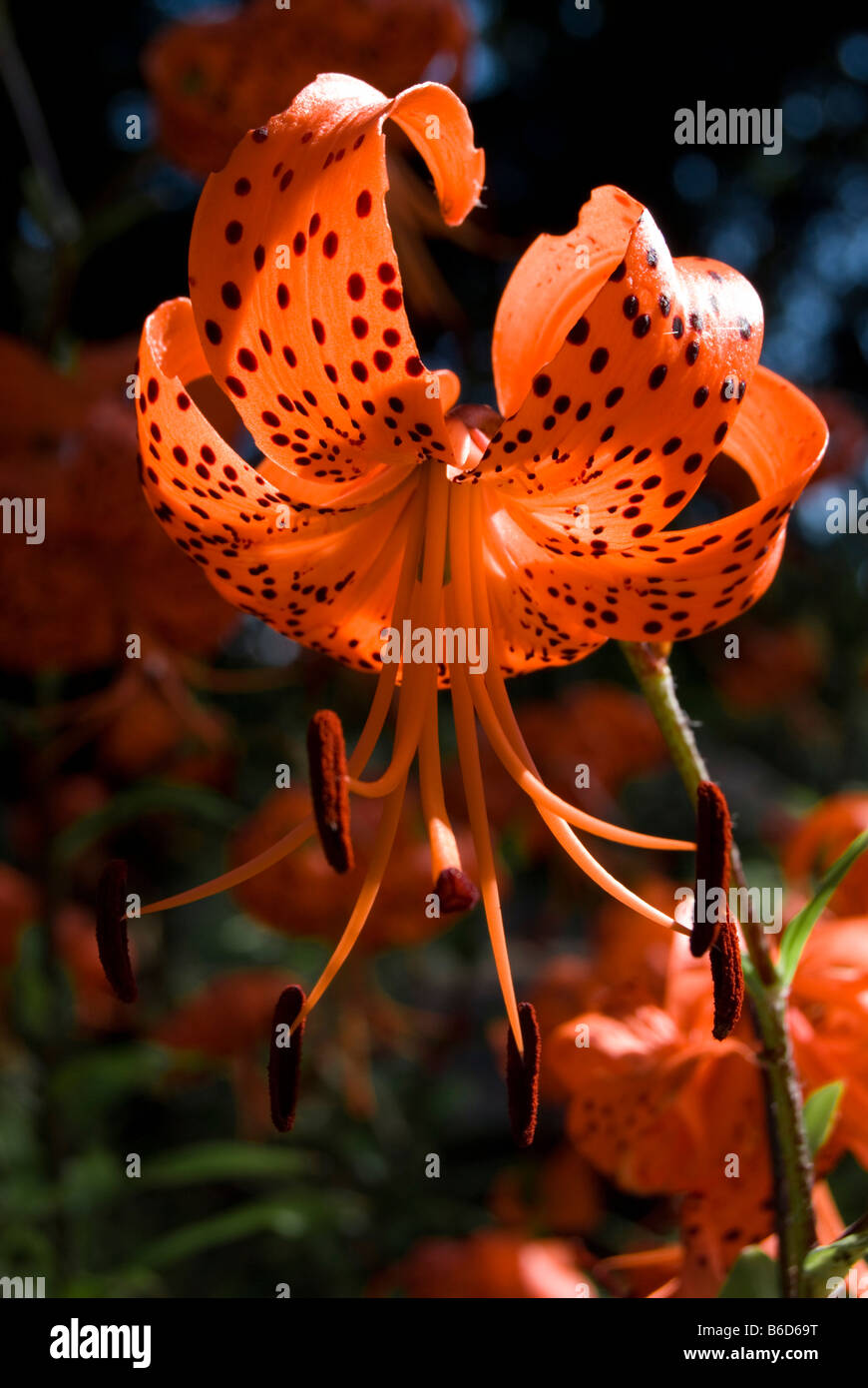 Lilium lancefolium var splendens hi-res stock photography and images ...