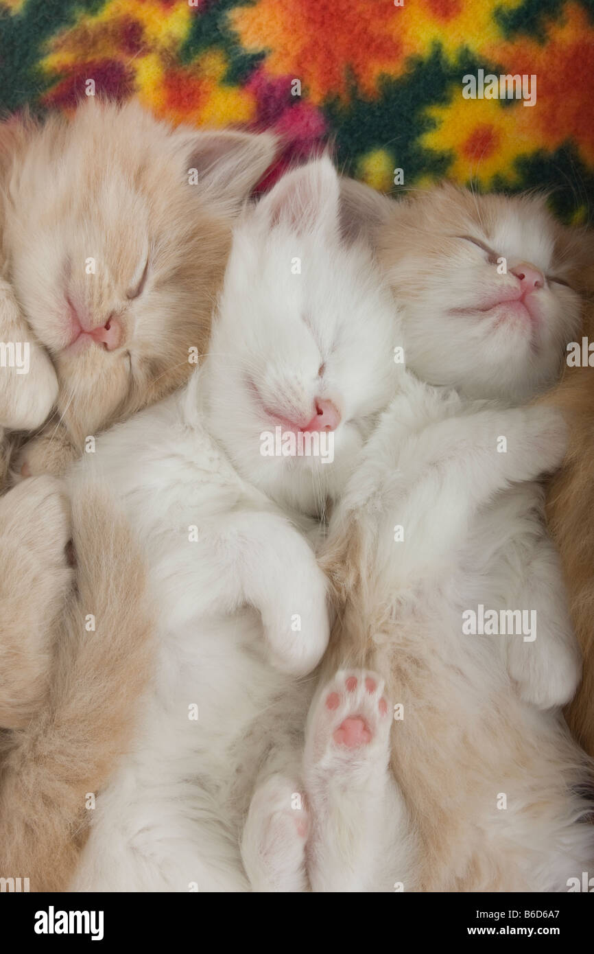 GROUP OF FIVE 6 WEEK OLD LONG HAIRED WHITE GINGER KITTENS ASLEEP ON ...
