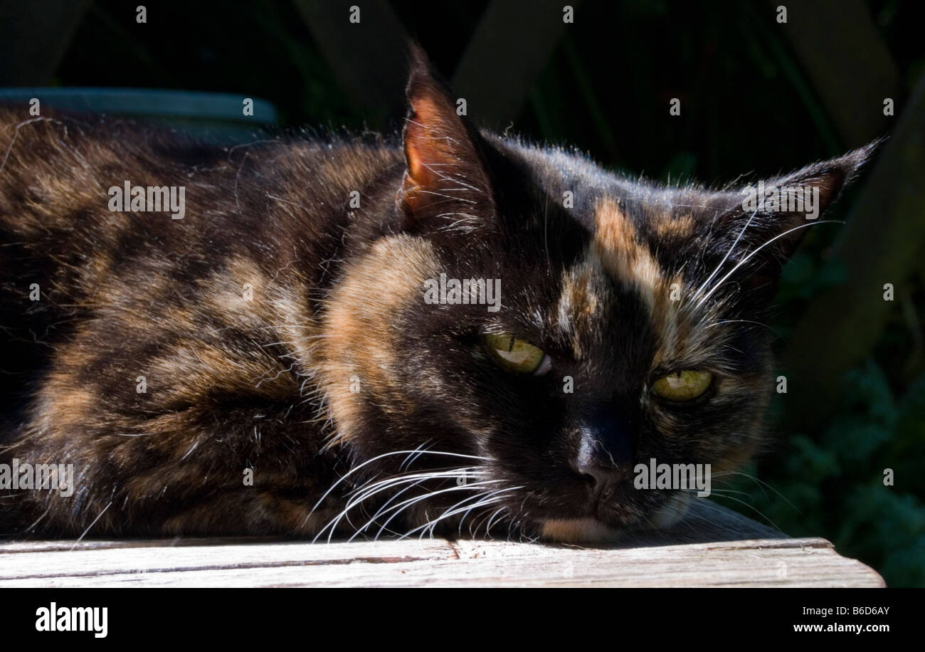 Watchful cat hi-res stock photography and images - Alamy