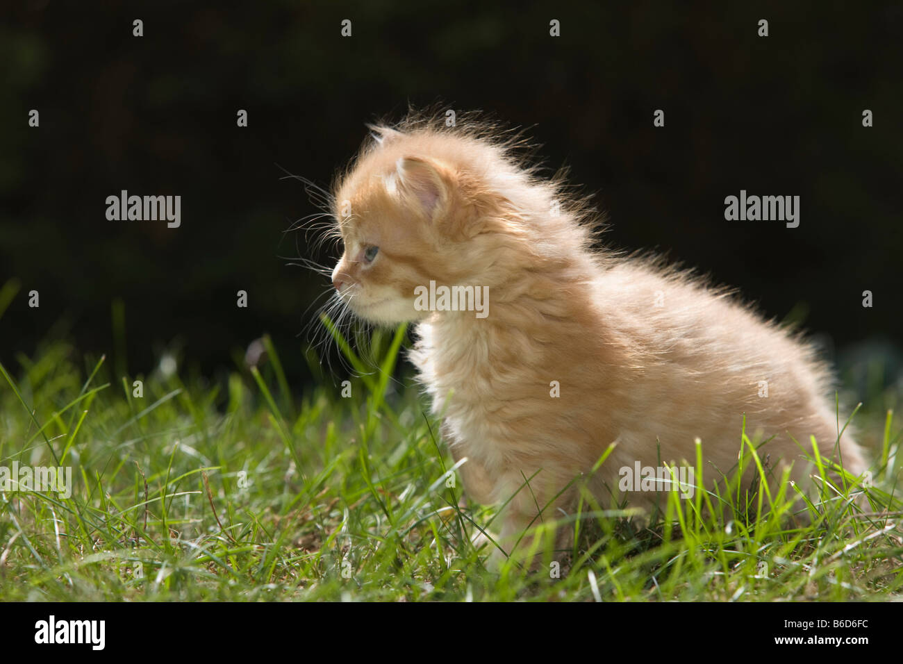 SINGLE 6 WEEK OLD LONG HAIRED GINGER KITTEN ON GRASS IN GARDEN Stock ...