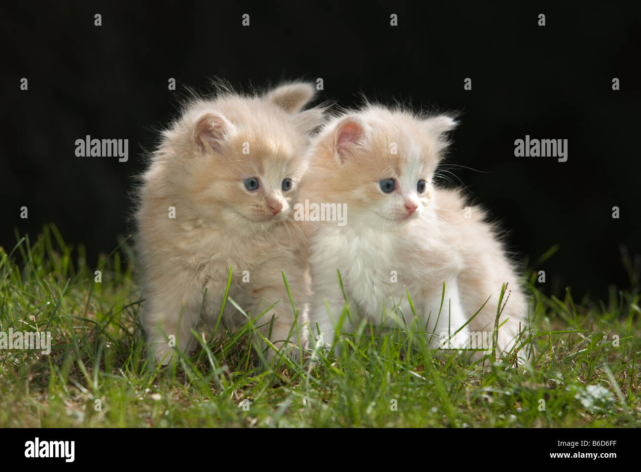 TWO 6 WEEK OLD LONG HAIRED GINGER KITTENS ON GRASS IN GARDEN Stock ...