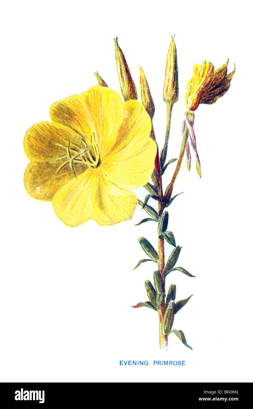 Primrose Illustration 19th Century High Resolution Stock Photography ...