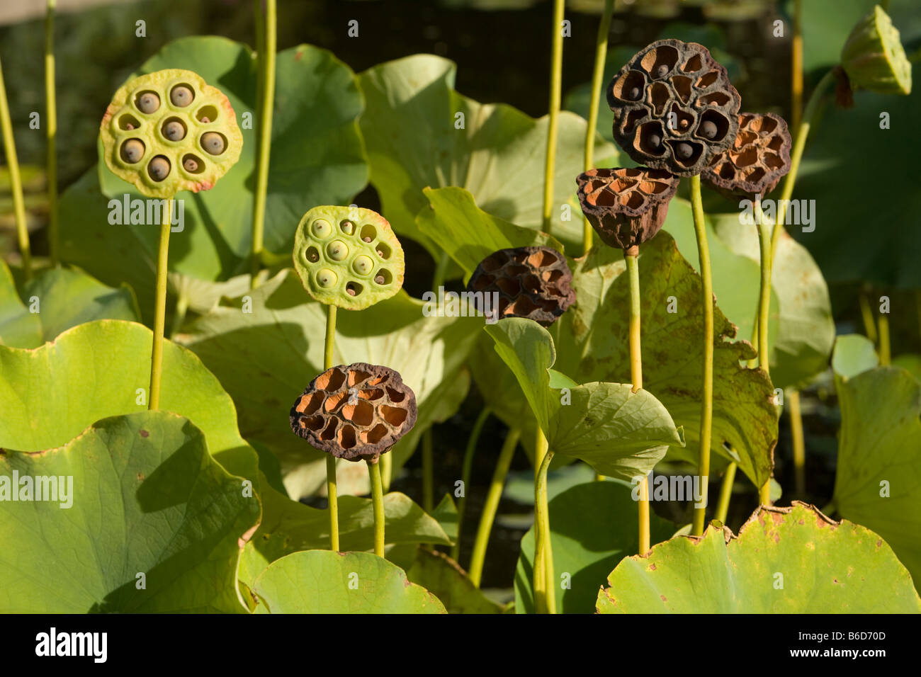 Lotus seed receptacles in the lotus pond at the Brooklyn Botanic ...