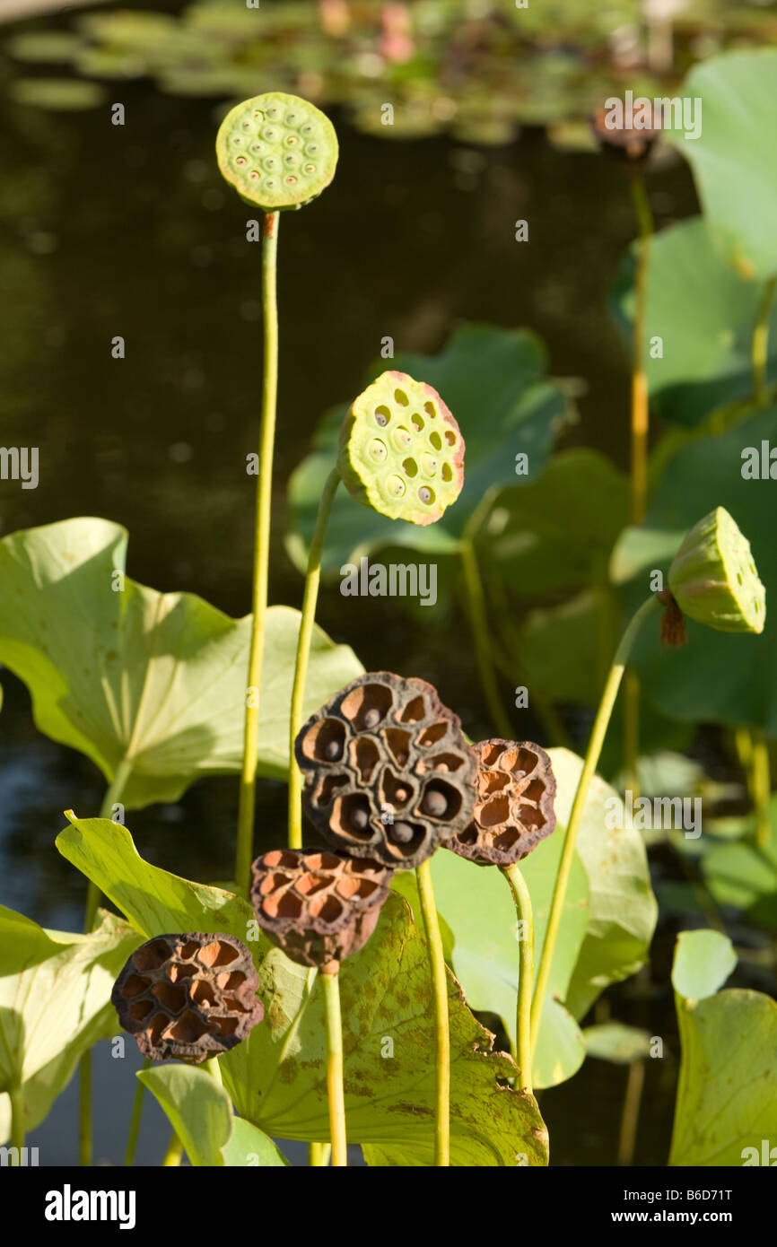 Lotus seed receptacles in the lotus pond at the Brooklyn Botanic ...