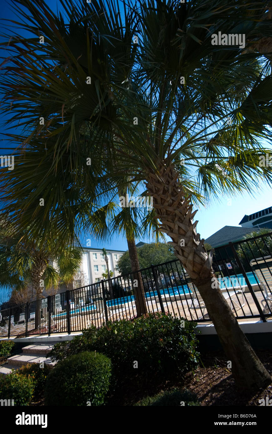 Palm trees by pool Stock Photo - Alamy