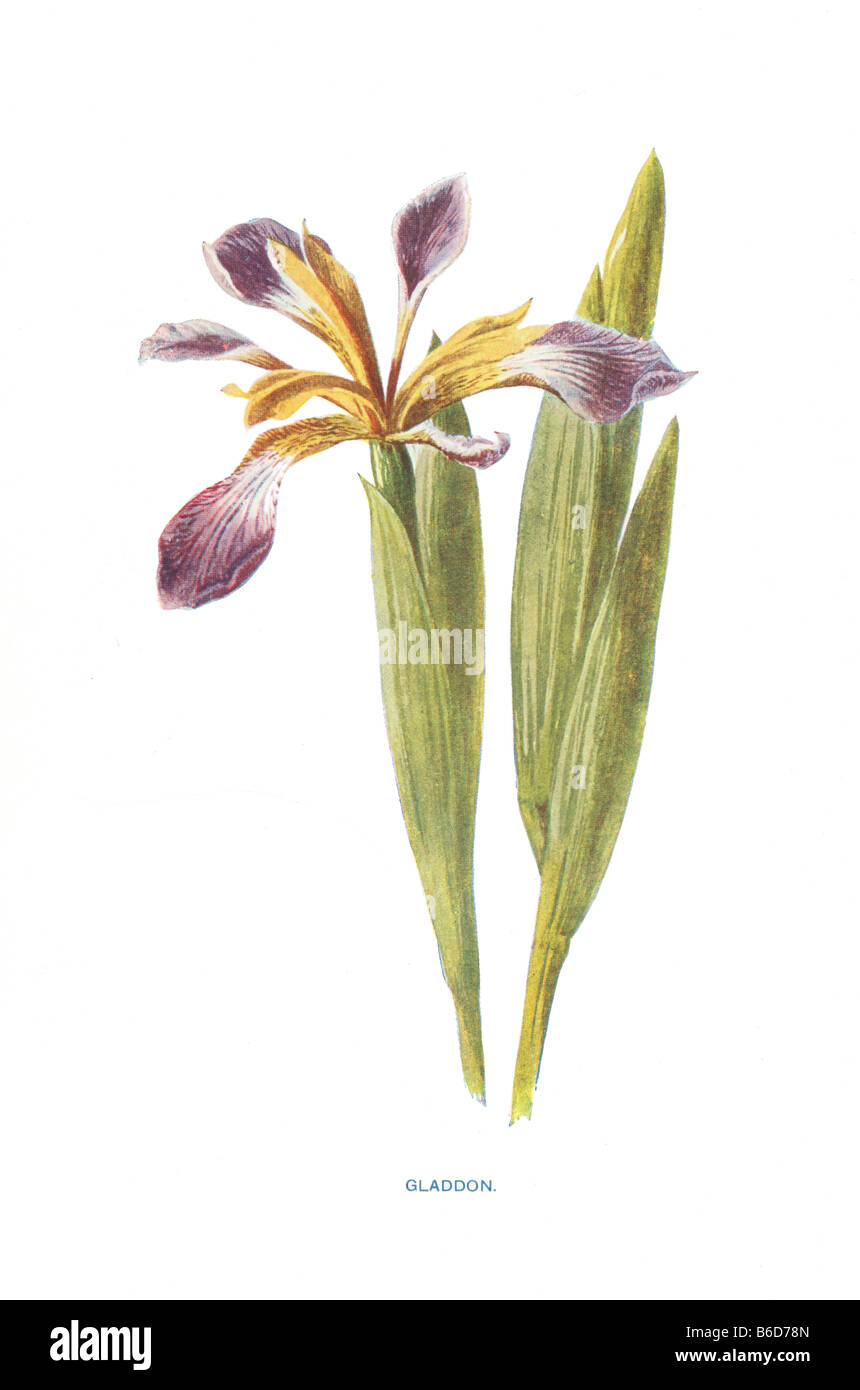 Botany illustration 1800s hi-res stock photography and images - Alamy