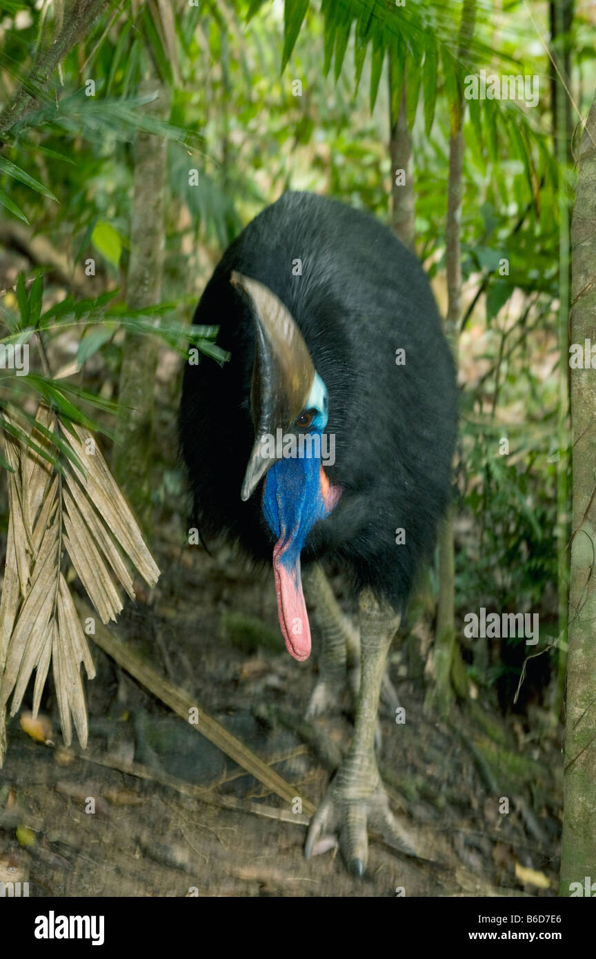 Australian cassowary hi-res stock photography and images - Alamy