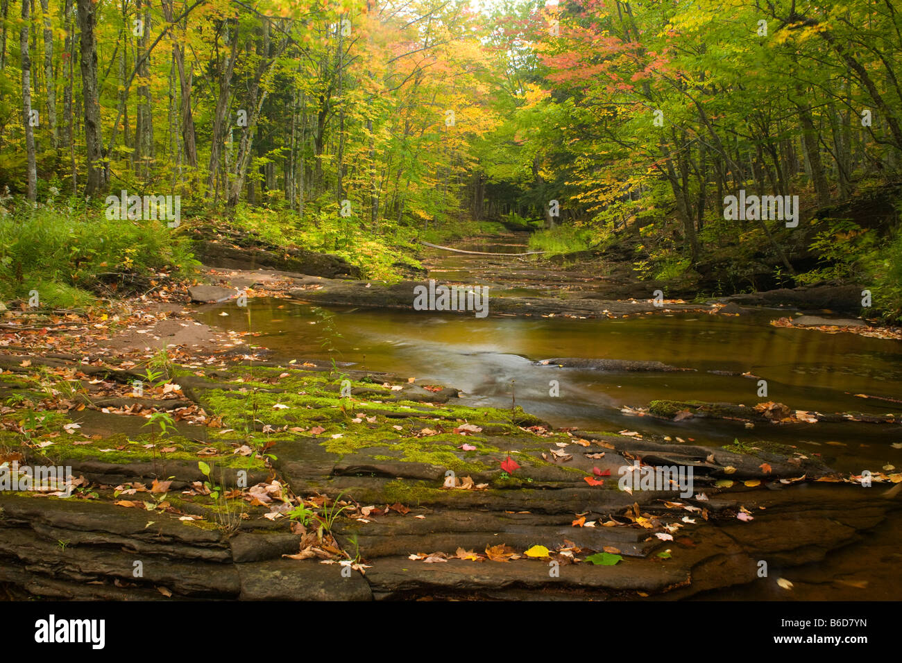 MICHIGAN - Fall color along a small creek passed on the Pinkerton Trail ...