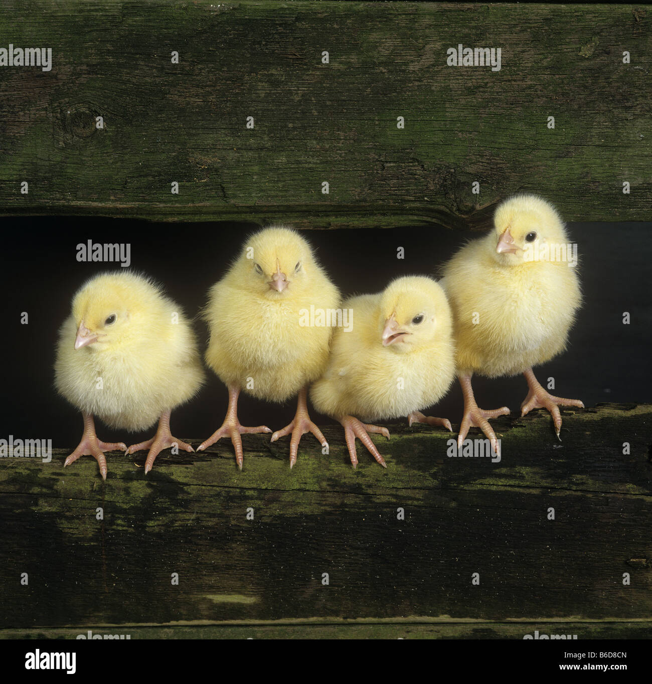 Row of newly hatched chicks in spring time looking from farm shed Stock ...