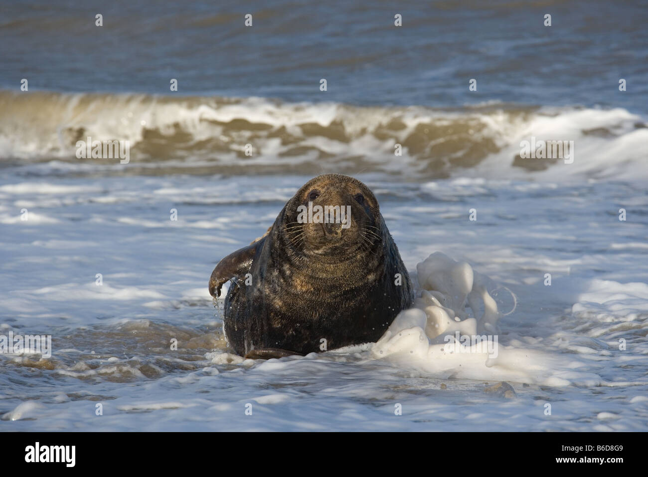 Grey Seal Halichoerus grypus male on North Norfolk coastal wildlife ...