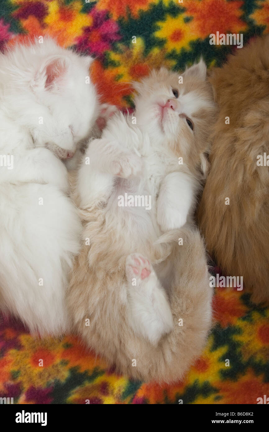 GROUP OF FIVE 6 WEEK OLD LONG HAIRED WHITE GINGER KITTENS ASLEEP ON ...