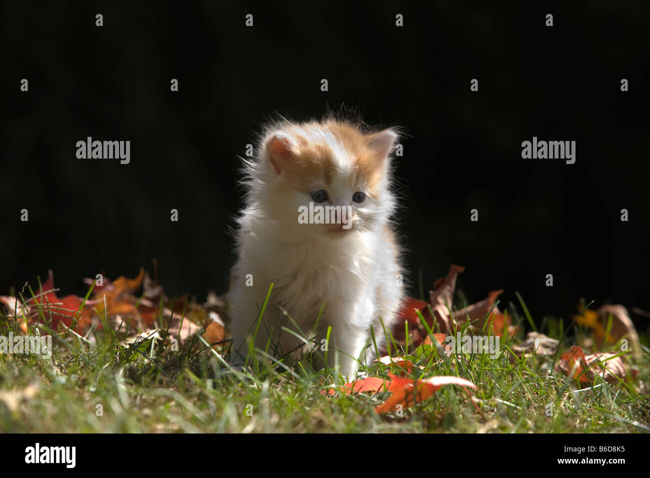 SINGLE 6 WEEK OLD LONG HAIRED WHITE GINGER KITTEN ON GRASS IN GARDEN IN ...
