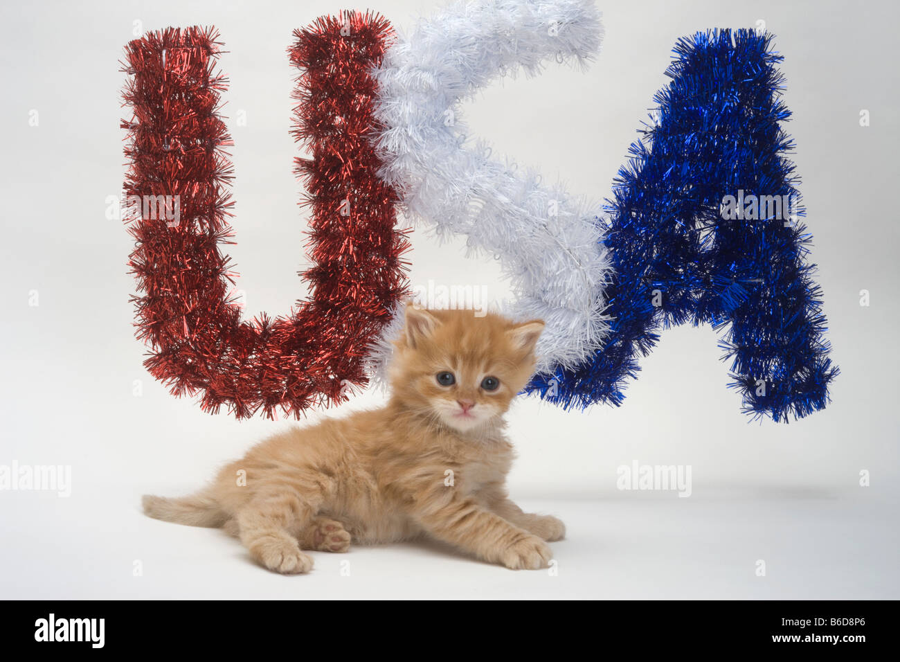 American long haired cat hi-res stock photography and images - Alamy