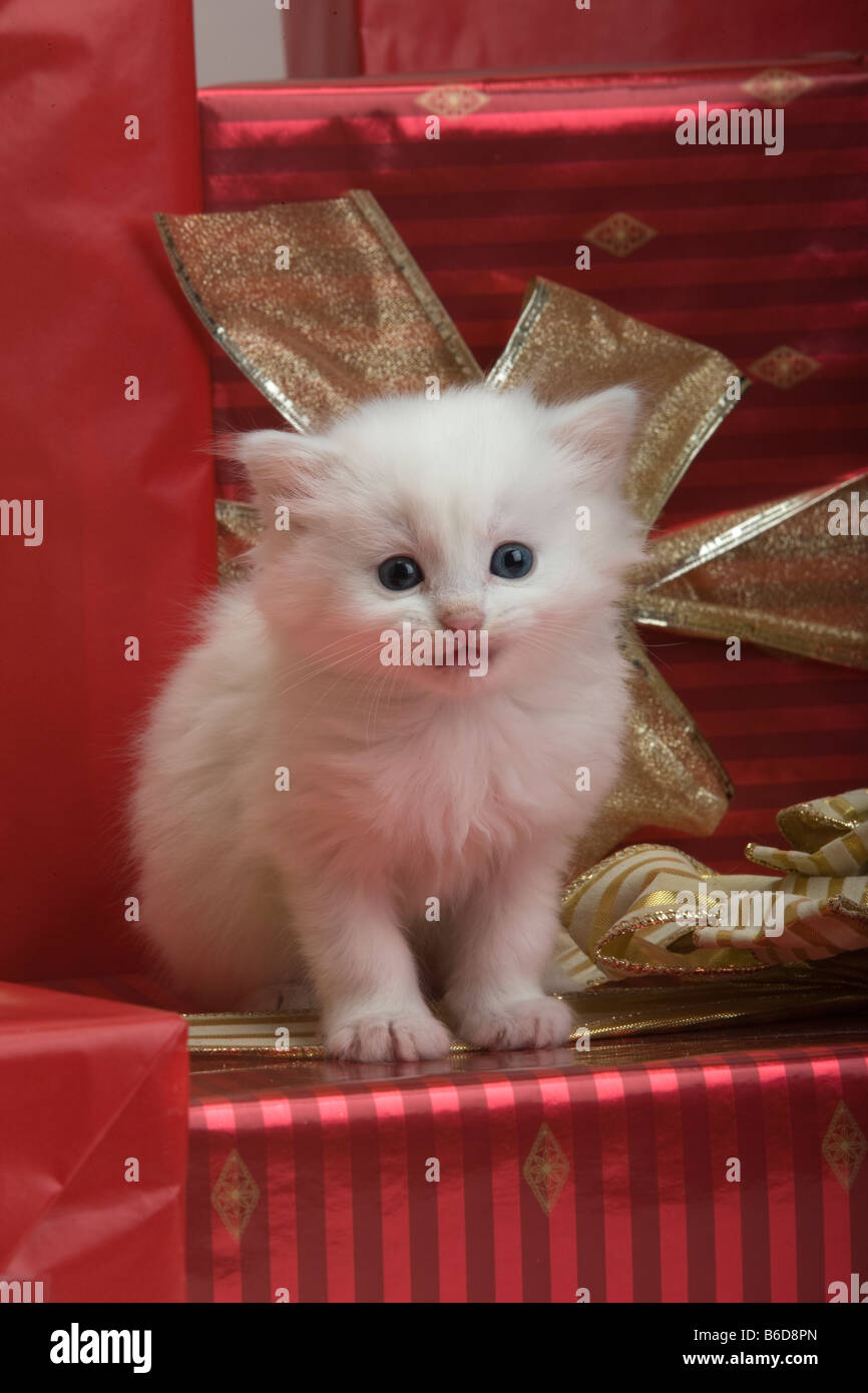 6 week old kitten hi-res stock photography and images - Alamy