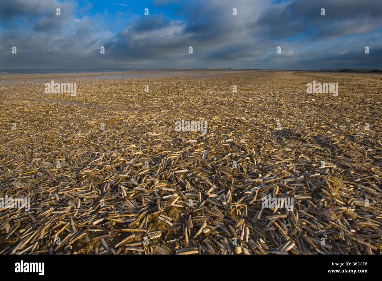 Razor Shell Ensis siliqua Titchwell Beach Norfolk Stock Photo - Alamy