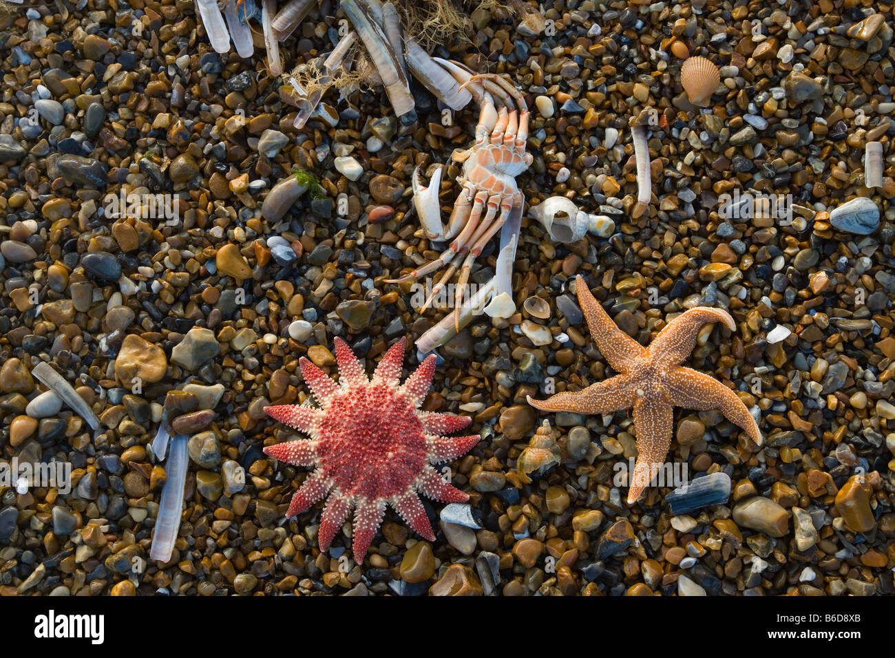 Starfish uk hi-res stock photography and images - Alamy
