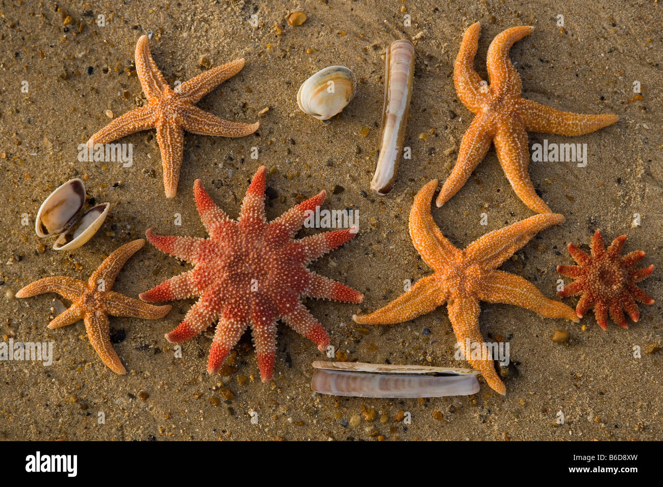 Common Sunstar and Starfish on Tideline Norfolk UK Winter Stock Photo ...