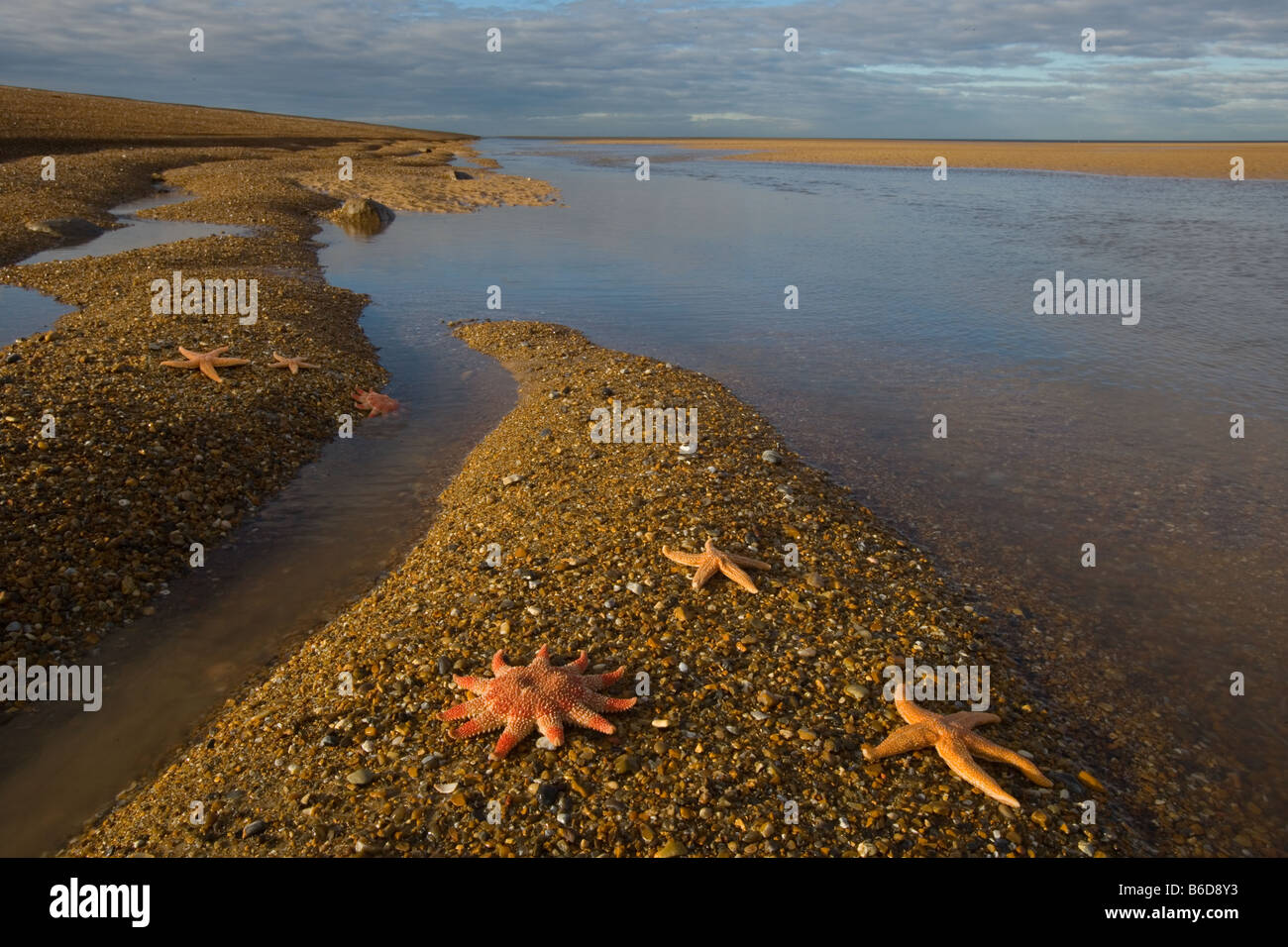 Starfish uk hi-res stock photography and images - Alamy