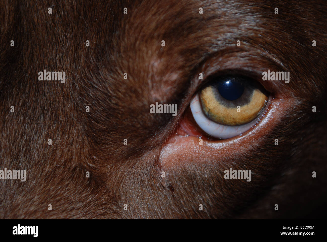 dogs eye staring at you Stock Photo - Alamy
