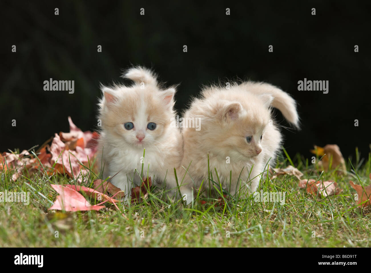 TWO 6 WEEK OLD LONG HAIRED WHITE GINGER KITTENS ON GRASS IN GARDEN IN ...