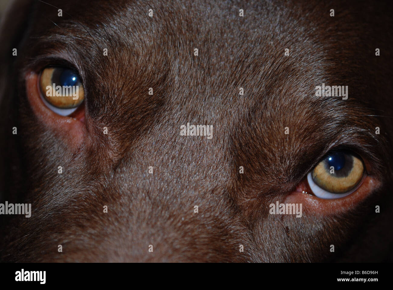Eyes brows close up hi-res stock photography and images - Alamy