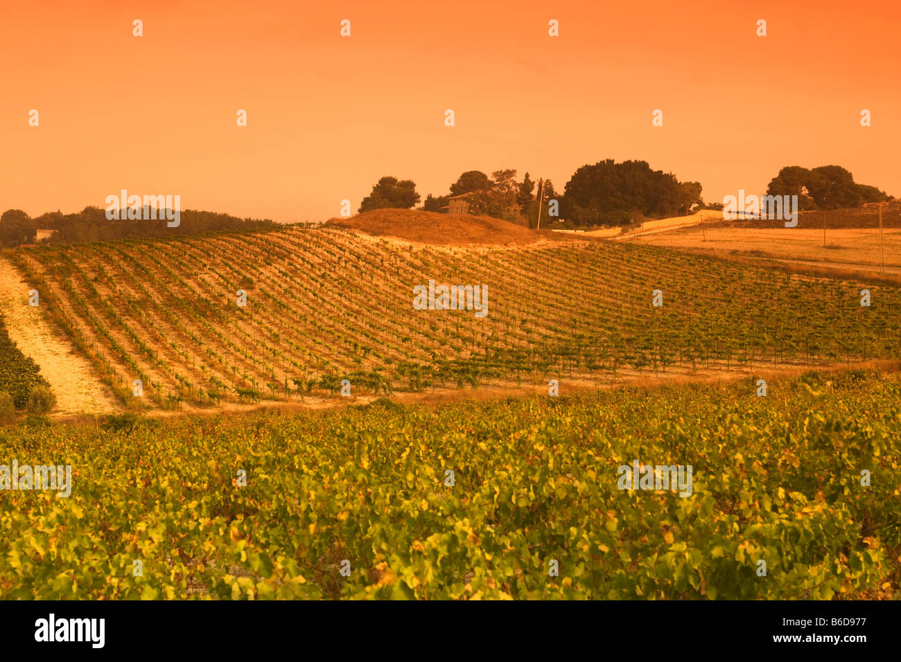 VINEYARDS DEIR RAFAT MONASTERY SORAQ VALLEY ISRAEL Stock Photo - Alamy
