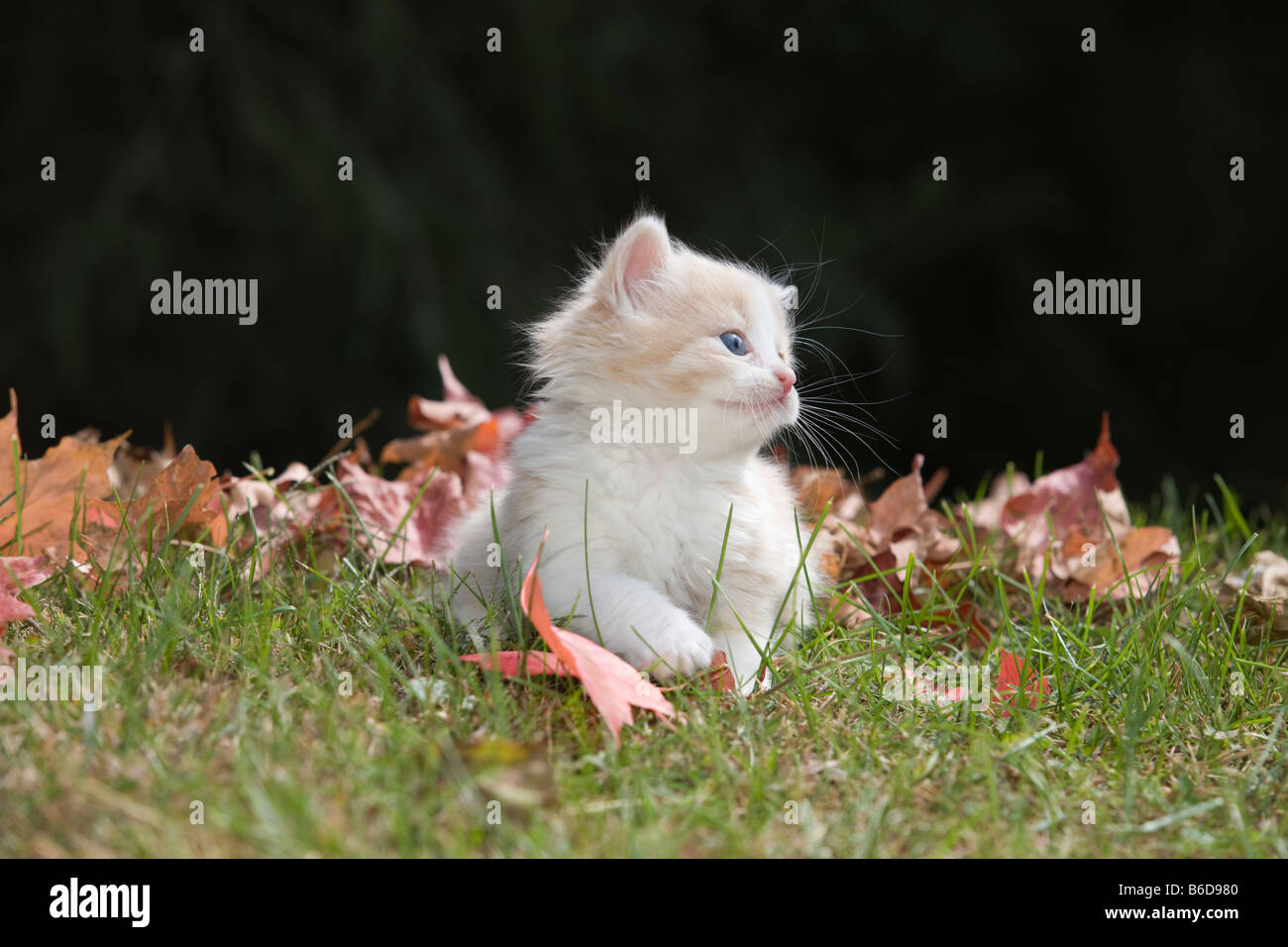 SINGLE 6 WEEK OLD LONG HAIRED GINGER KITTEN ON GRASS IN GARDEN IN ...