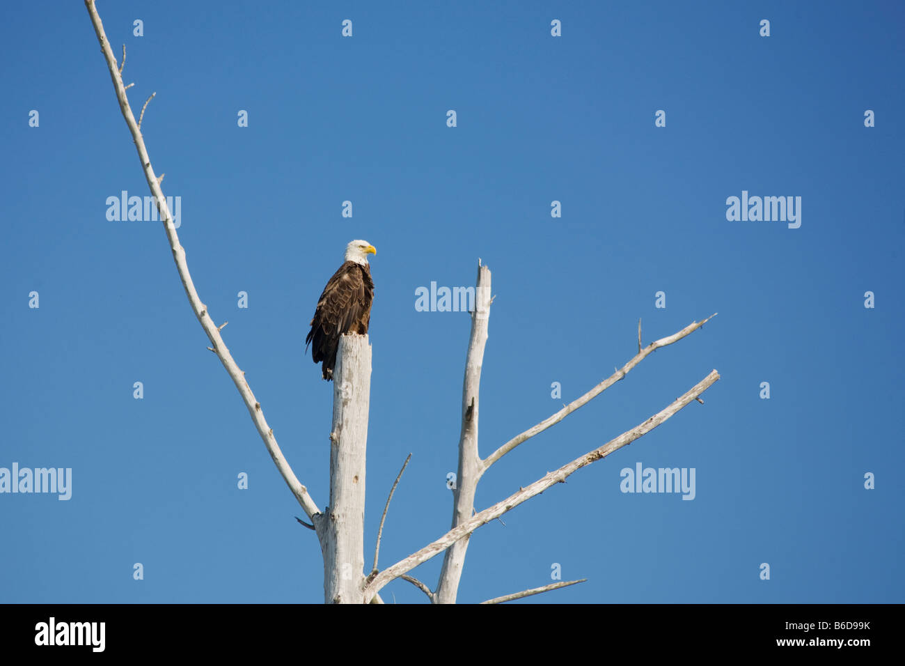 American Bald Eagle Haliaeetus leucocephalus sitting atop a dead tree ...