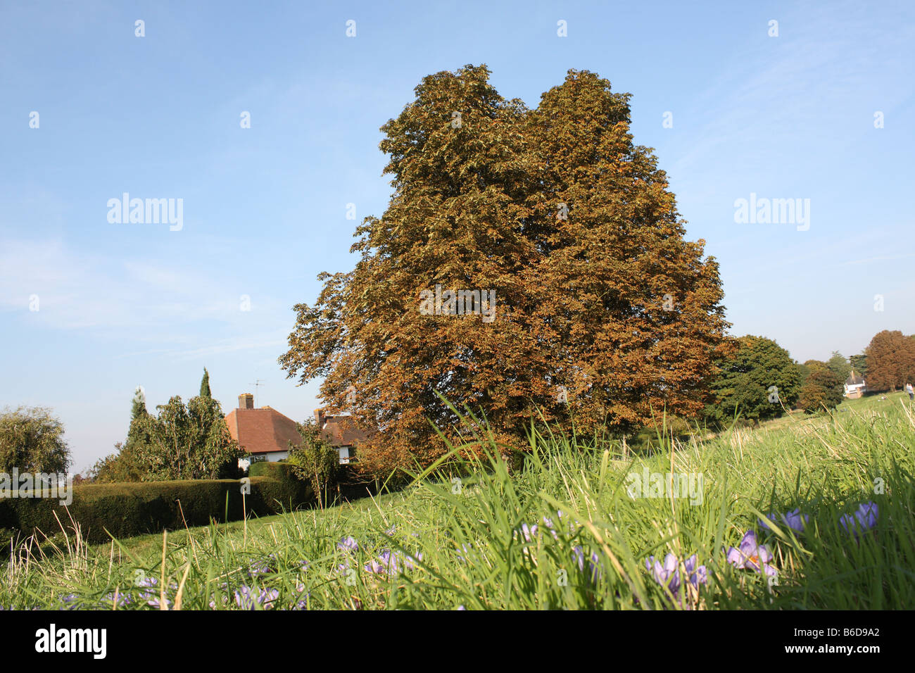 Horse chestnut tree hi-res stock photography and images - Alamy