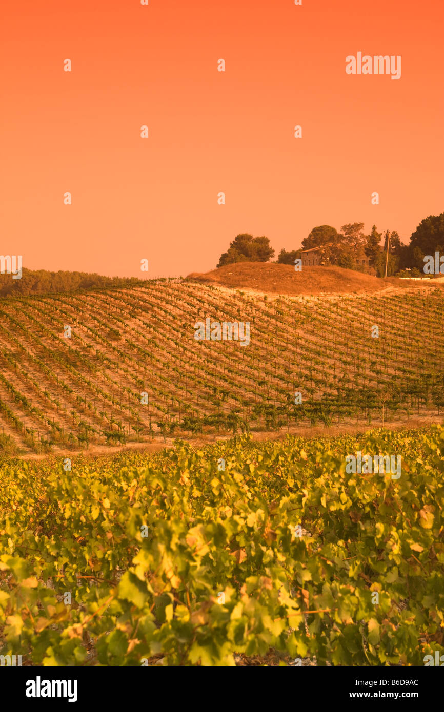 VINEYARDS DEIR RAFAT MONASTERY SORAQ VALLEY ISRAEL Stock Photo - Alamy