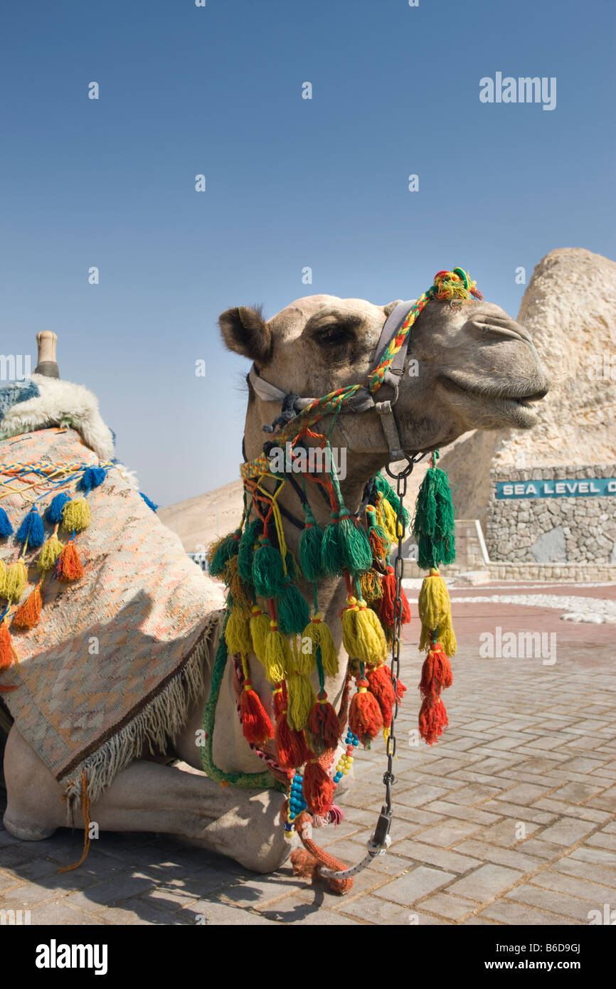 CAMEL SITTING AT DEAD SEA MEAN SEA LEVEL SIGN ISRAEL Stock Photo - Alamy