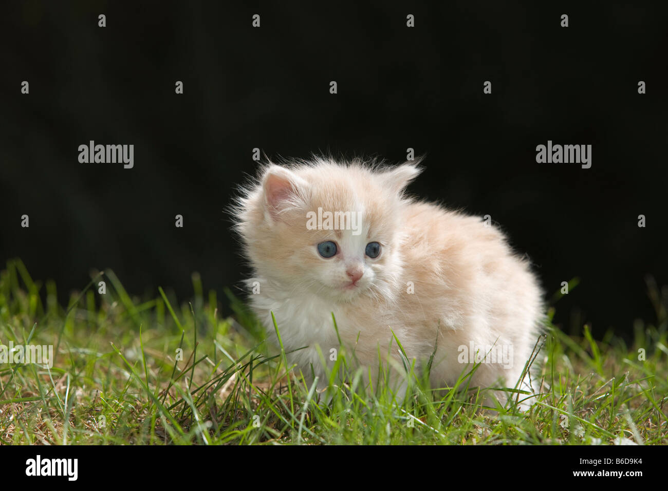 SINGLE 6 WEEK OLD LONG HAIRED GINGER KITTEN ON GRASS IN GARDEN Stock ...