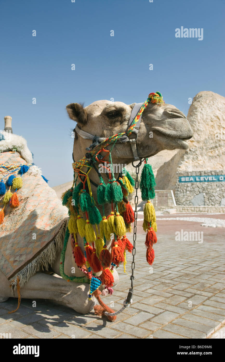 CAMEL SITTING AT DEAD SEA MEAN SEA LEVEL SIGN ISRAEL Stock Photo - Alamy