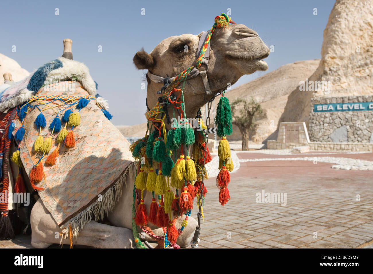 CAMEL SITTING AT DEAD SEA MEAN SEA LEVEL SIGN ISRAEL Stock Photo - Alamy