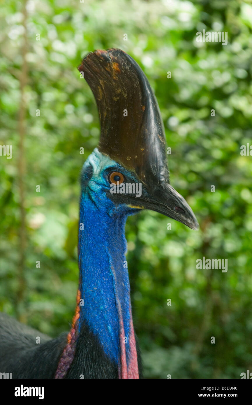 Female southern cassowary casuarius casuarius hi-res stock photography ...