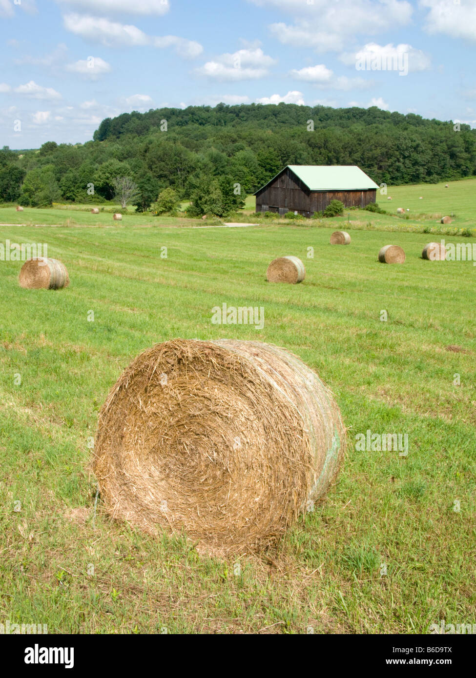 BAYLES OF HAY IN FIELD JEFFERSON COUNTY PENNSYLVANIA USA Stock Photo ...