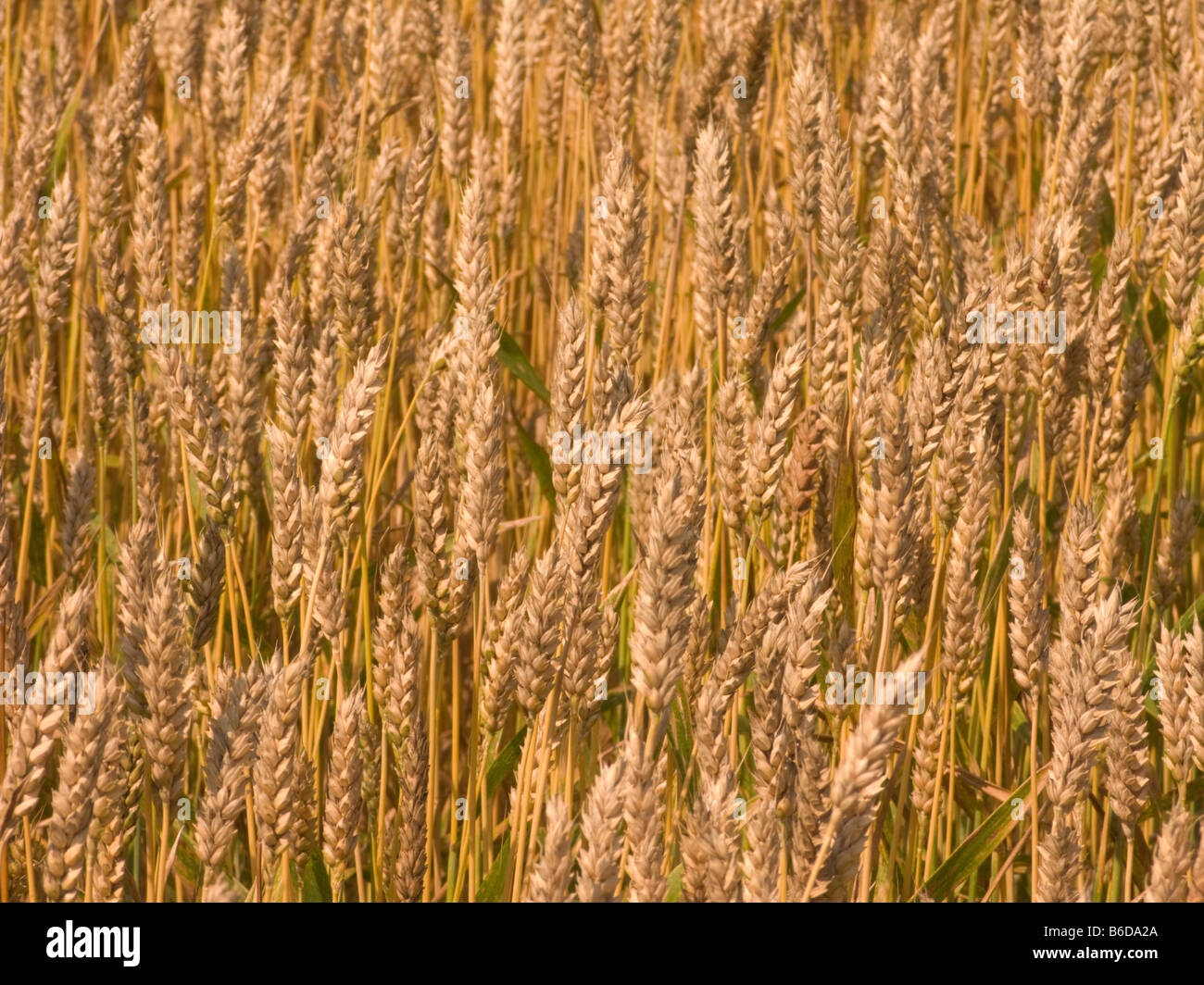 Sheaths hi-res stock photography and images - Alamy