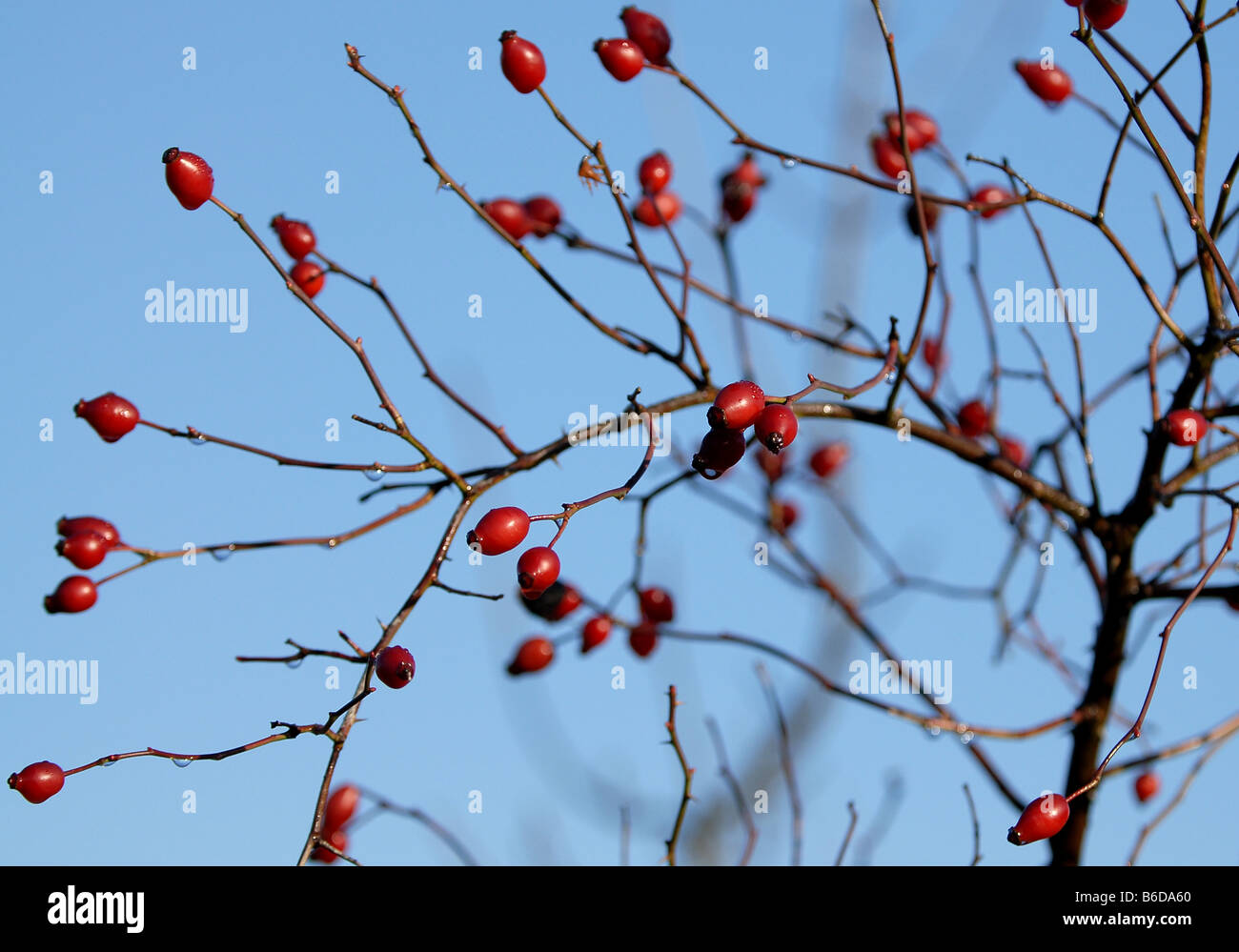 Belhus country park hi-res stock photography and images - Alamy