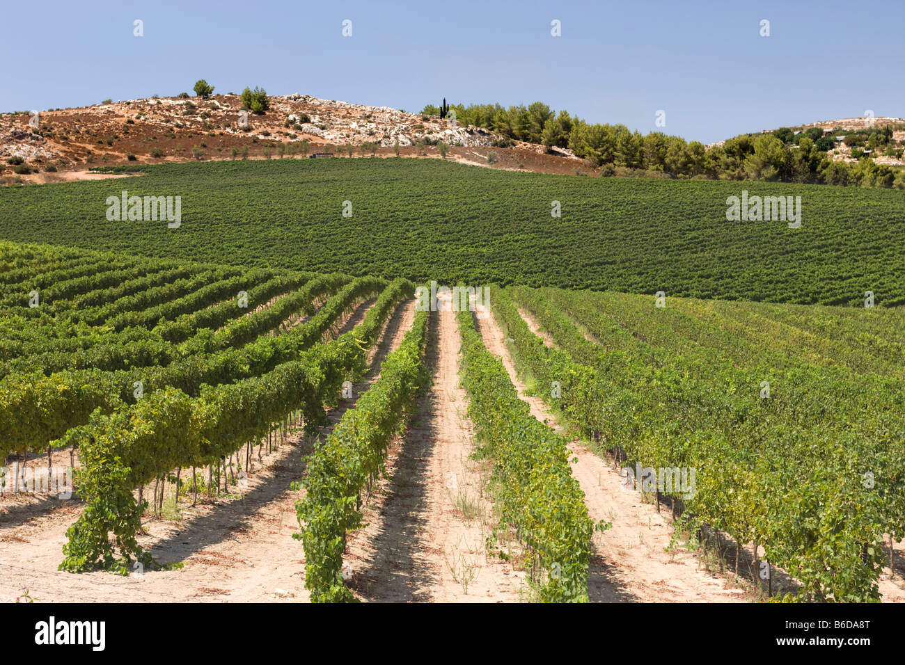 Israel vineyard hi-res stock photography and images - Alamy